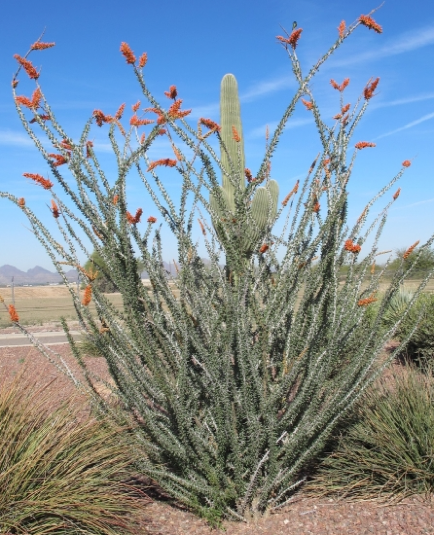 5 Plants You’ll See Everywhere When You Move to El Paso, TX - SpareFoot ...